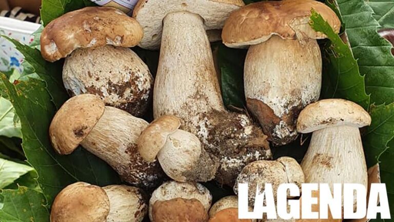 Giaveno: la 41ª edizione di Fungo • L'Agenda News